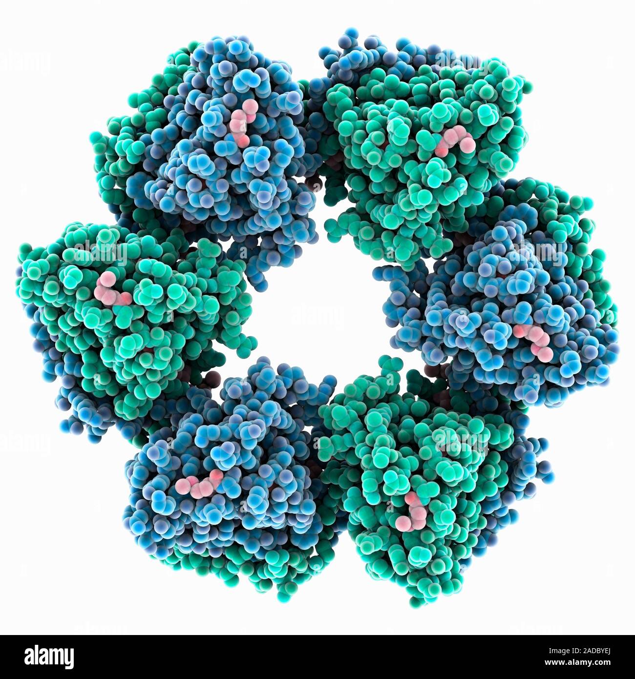 Rift valley fever virus (RVFV) nucleoprotein. Computer model showing ...
