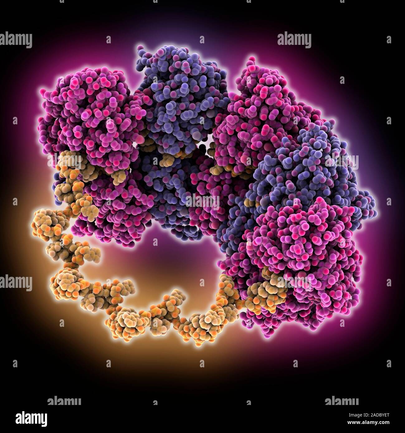 Vesicular stomatitis virus nucleocapsid complex. Computer model showing ...