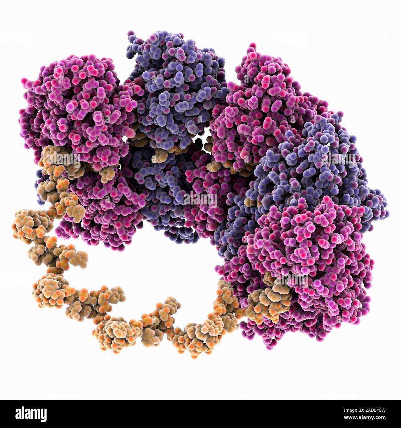 Vesicular stomatitis virus nucleocapsid complex. Computer model showing ...