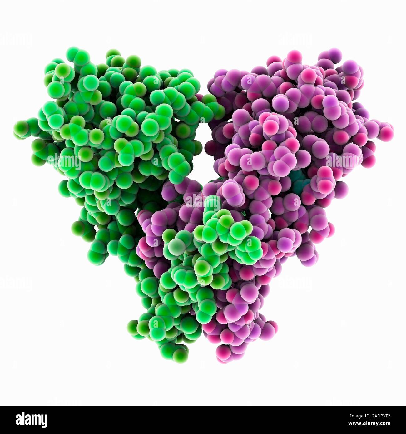 Master virulence regulator slyA molecule. Computer model showing the ...