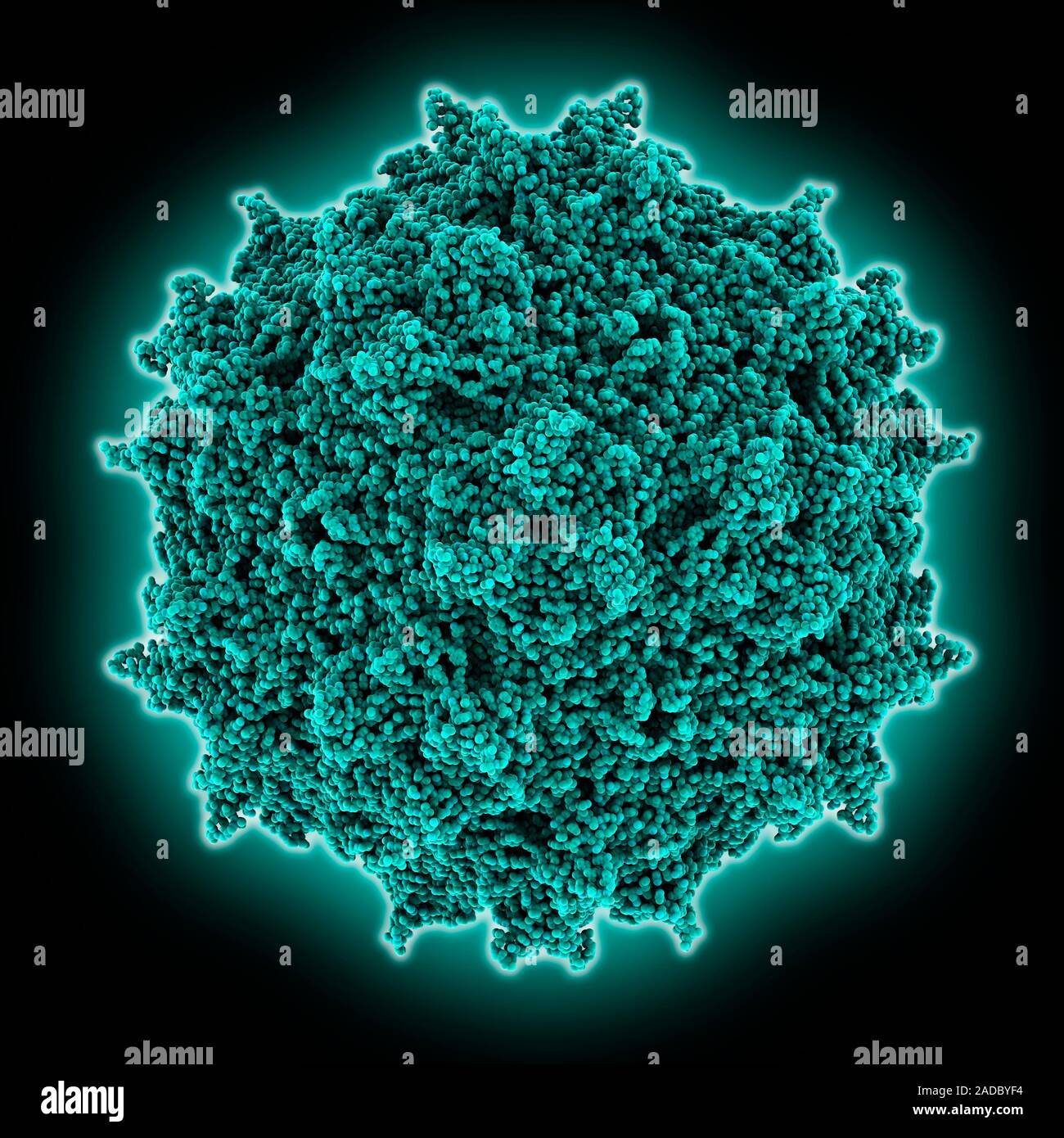 Adeno-associated virus capsid molecule. Computer model showing the ...