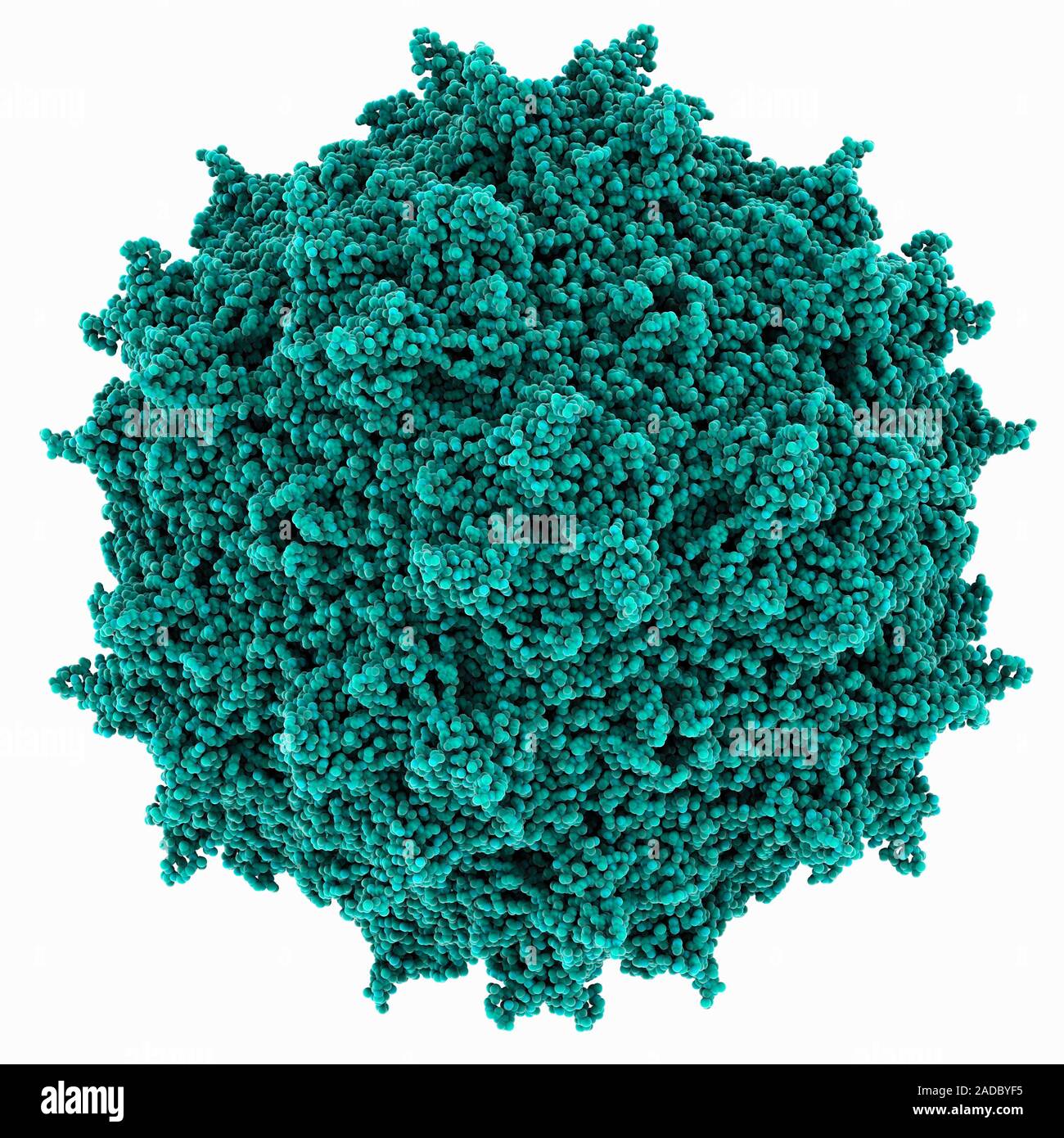 Adeno-associated virus capsid molecule. Computer model showing the ...