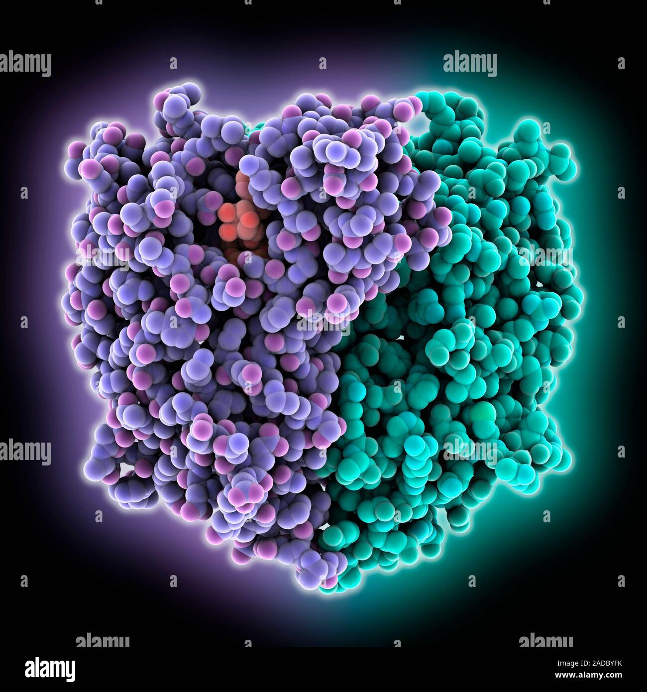 Ancient bacterium VanA molecule. Computer model showing the structure ...