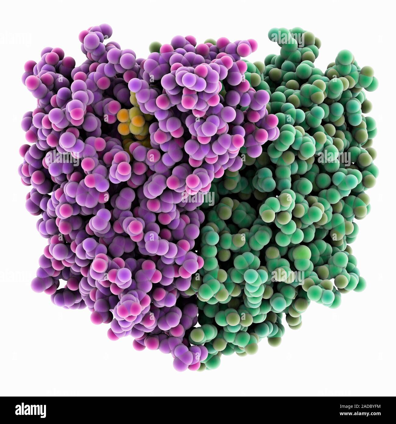 Ancient bacterium VanA molecule. Computer model showing the structure ...
