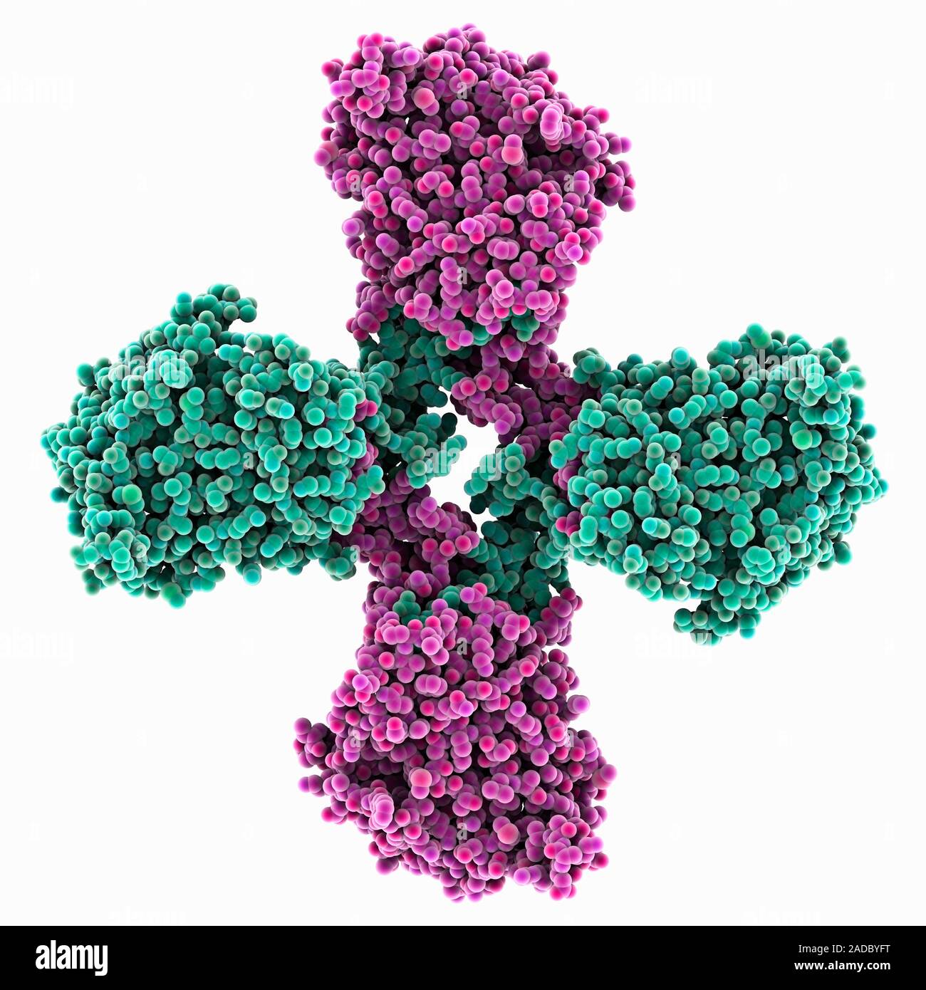Influenza B virus protein. Computer model showing the structure of ...