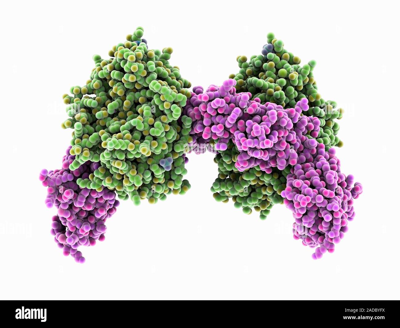 cAMP-dependent protein kinase. Computer model showing the structure of ...