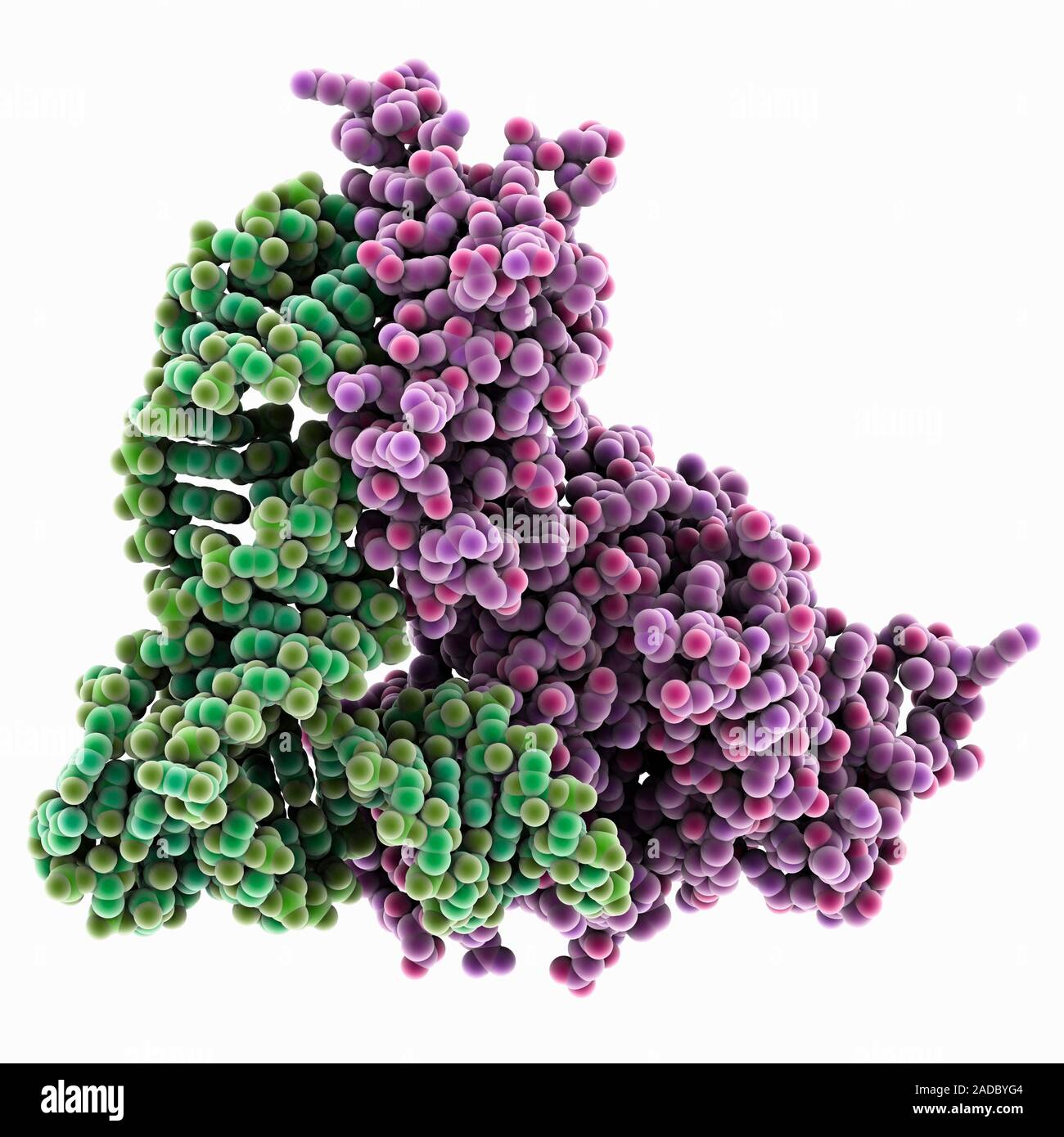 Mitochondrial tRNA synthetase tRNA complex. Computer model showing the ...