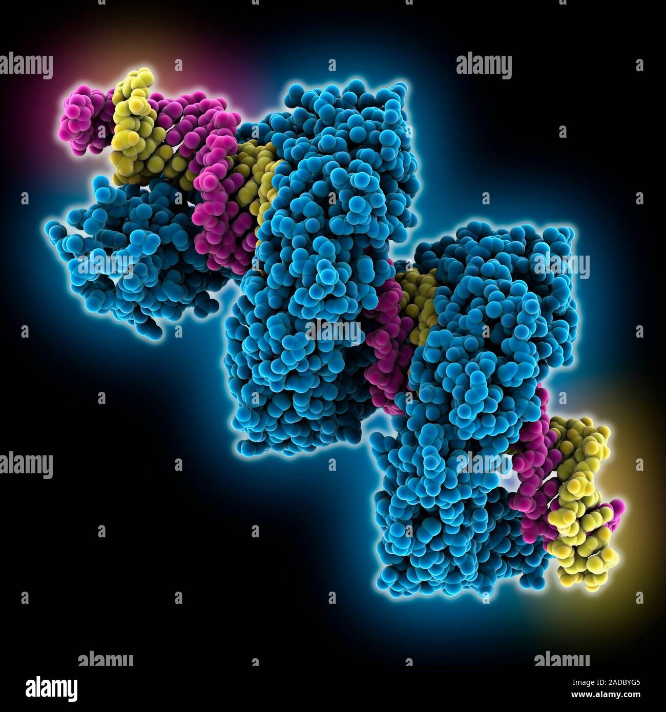 TAL effector bound to DNA (deoxyribonucleic acid) target. Computer ...