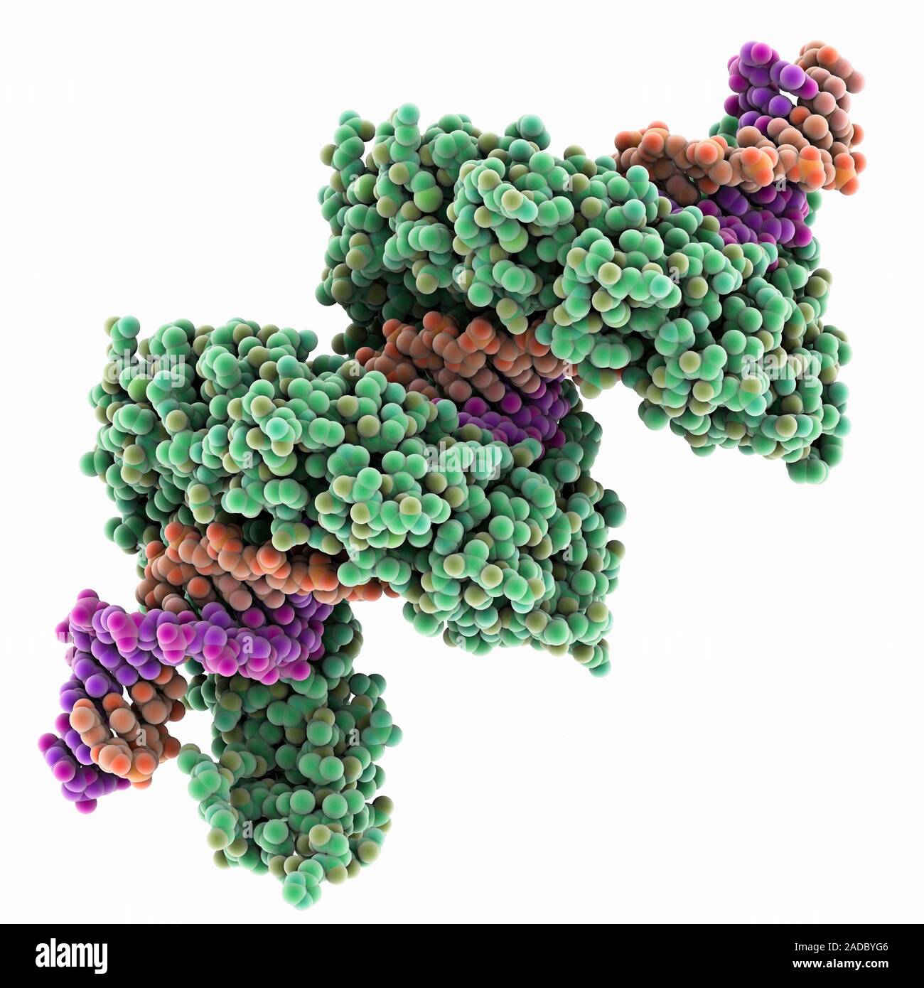 TAL effector bound to DNA (deoxyribonucleic acid) target. Computer ...