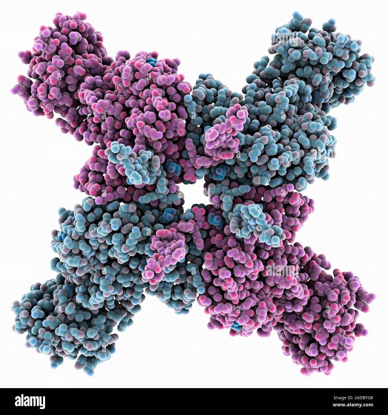 Anthrax IMPDH molecule. Computer model showing the structure of anthrax ...