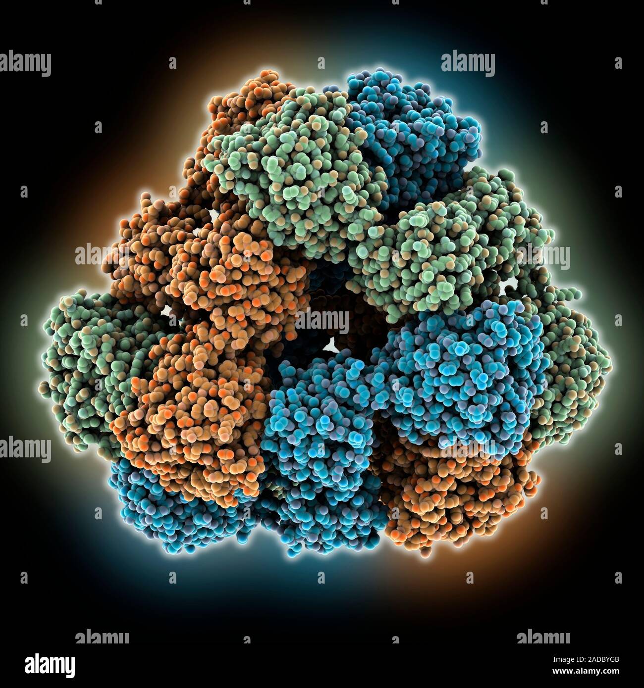 Cage protein molecule. Computer model showing an engineered 12-subunit ...