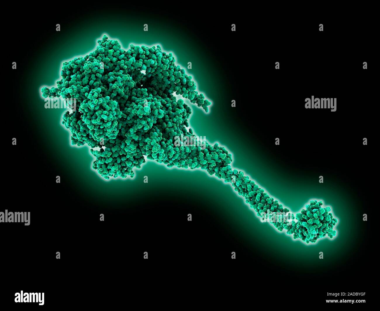 Dynein motor protein. Computer model showing the structure of the ...