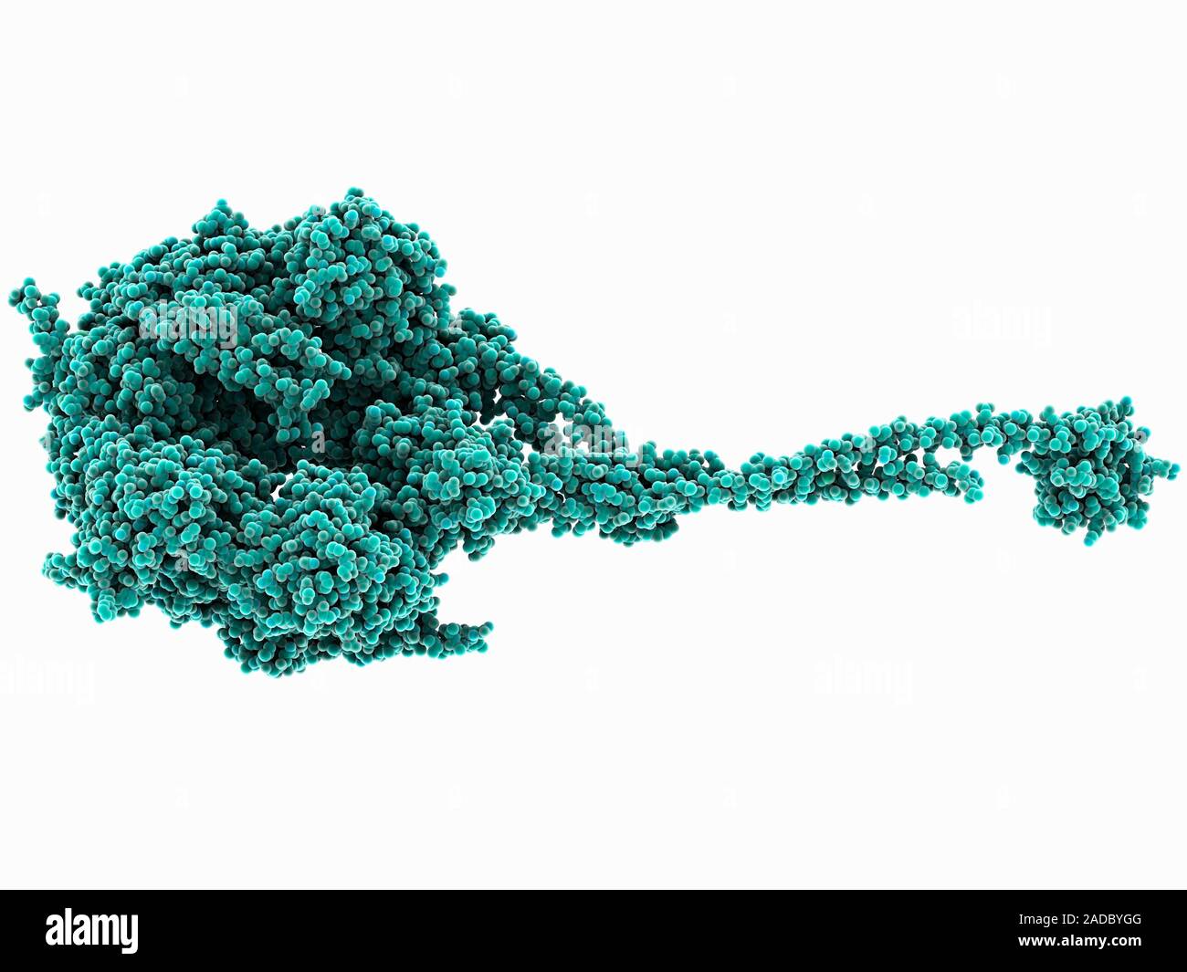 Dynein motor protein. Computer model showing the structure of the ...