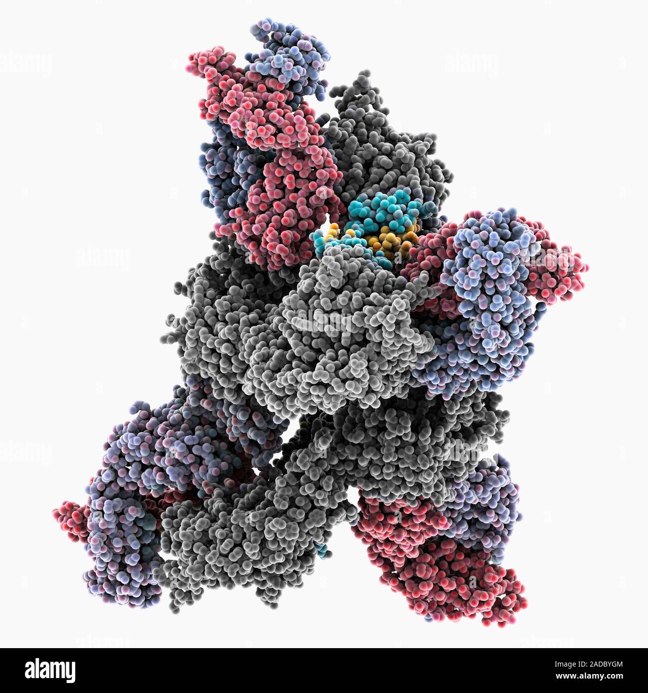 Insulin bound to its receptor. Computer model showing the structure of ...