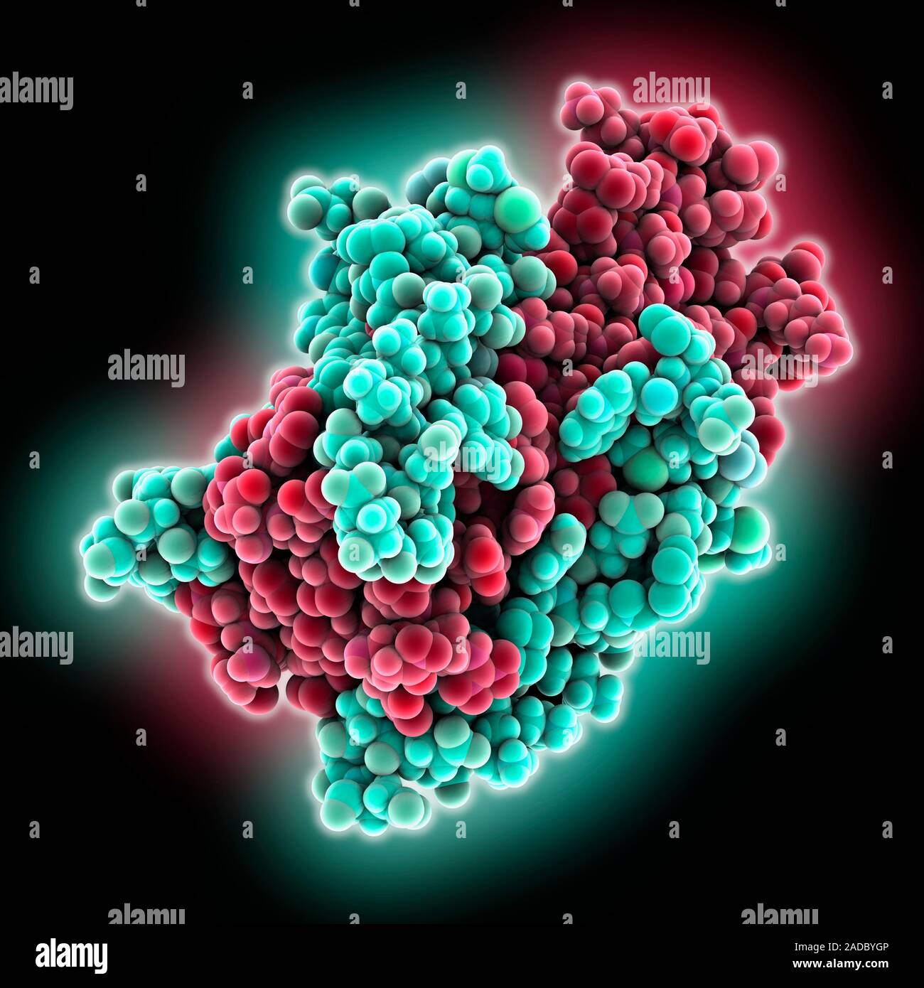 HIV GP41 complexed with inhibitor. Computer model showing the structure ...