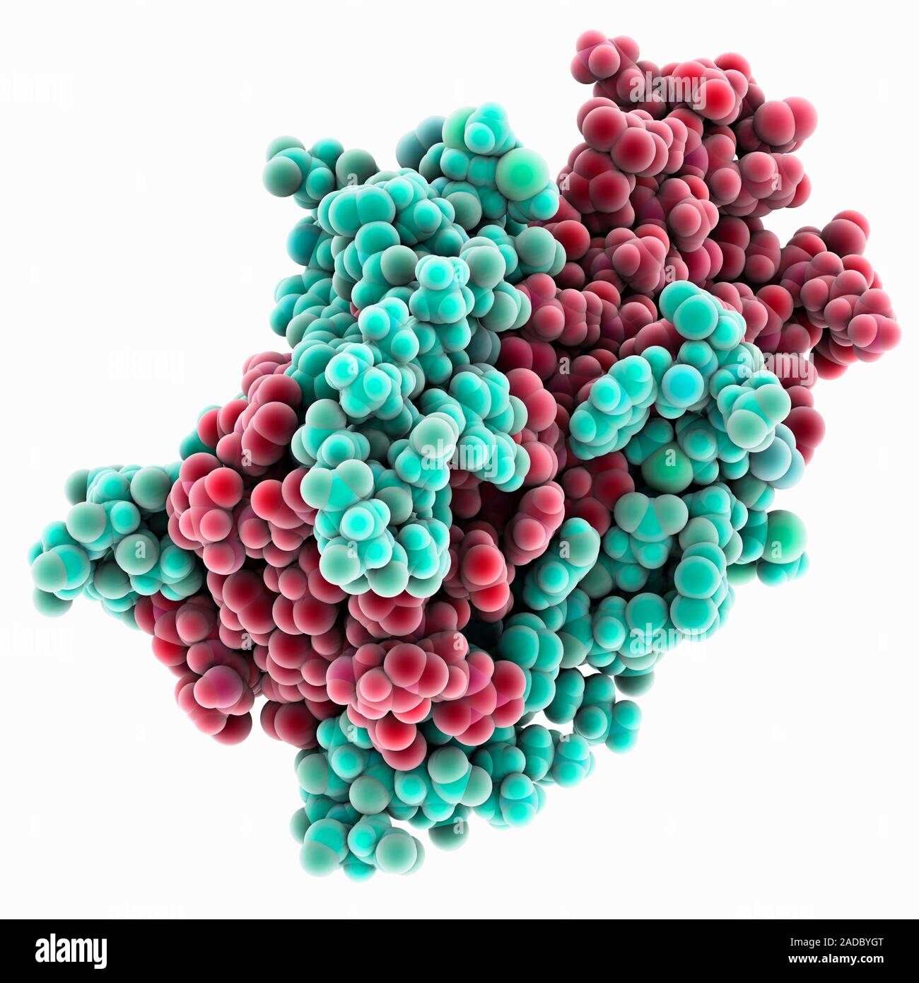 HIV GP41 complexed with inhibitor. Computer model showing the structure ...