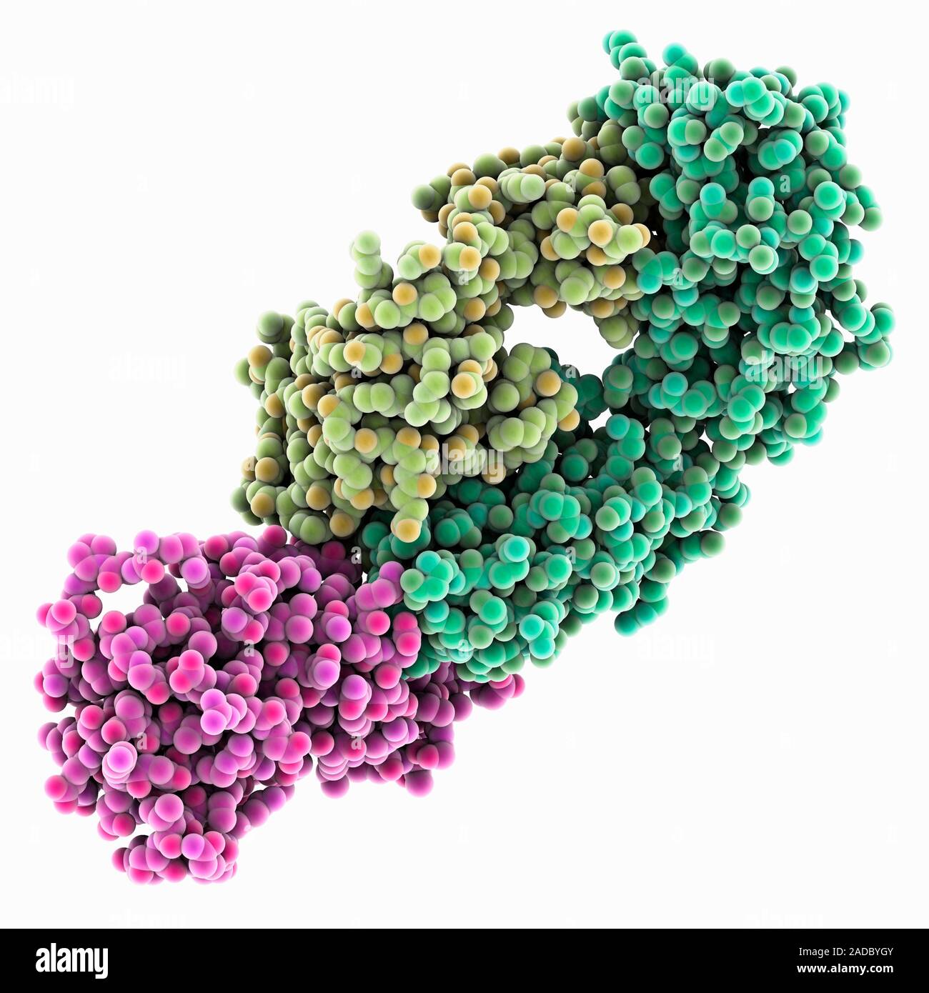 Tumour necrosis factor complex. Computer model showing the structure of ...