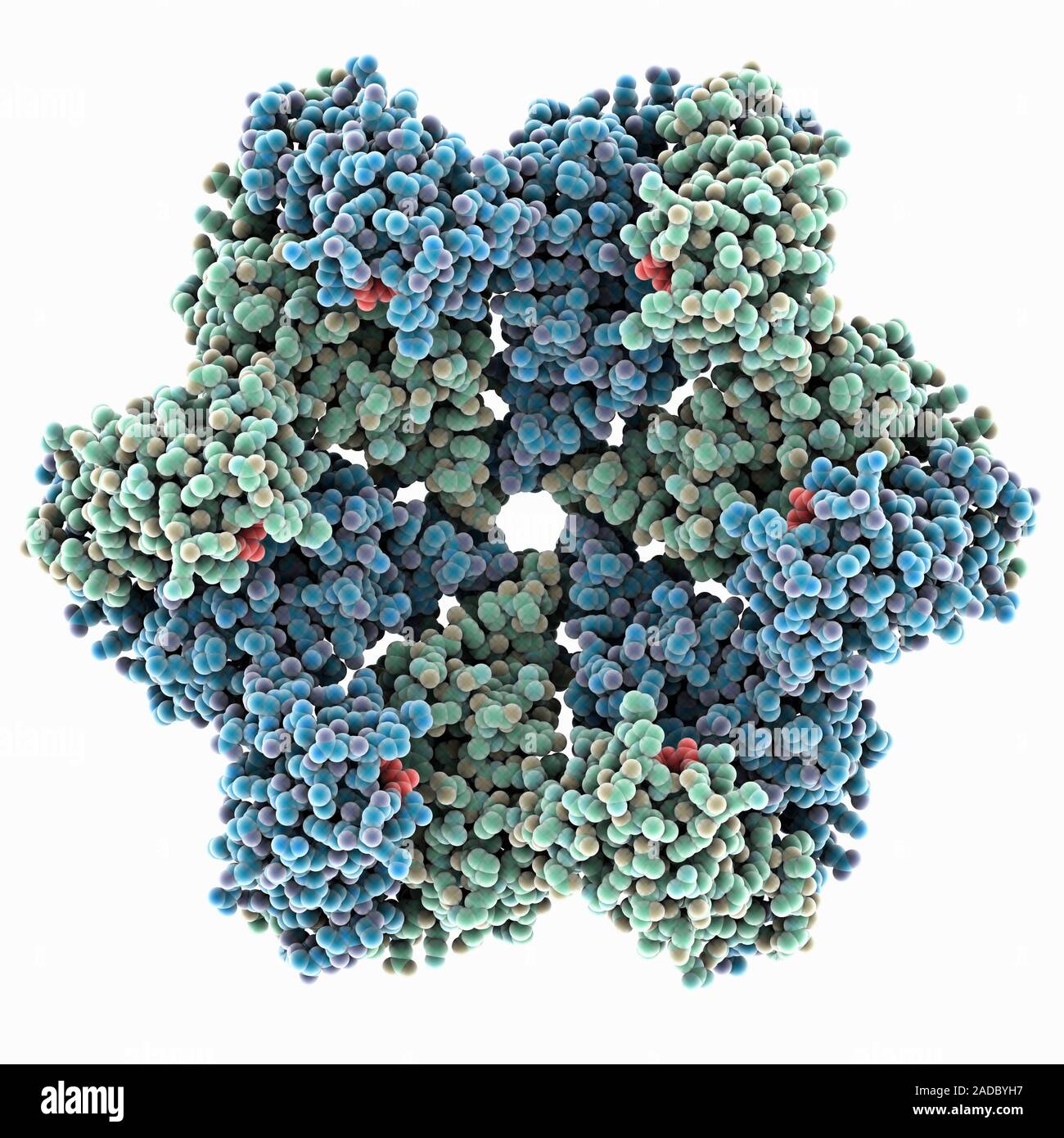 Aaa+ protein Cbbx molecule. Computer model showing the hexameric ...