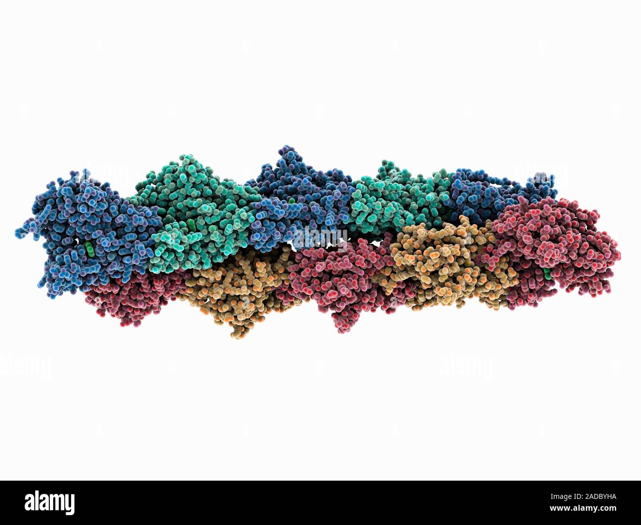 Bacterial ParM filament. Computer model showing the structure of the ...