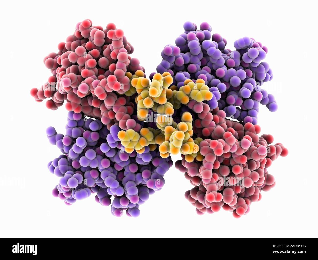 RNA-binding protein Lin28 complexed with hexauridine. Computer model ...
