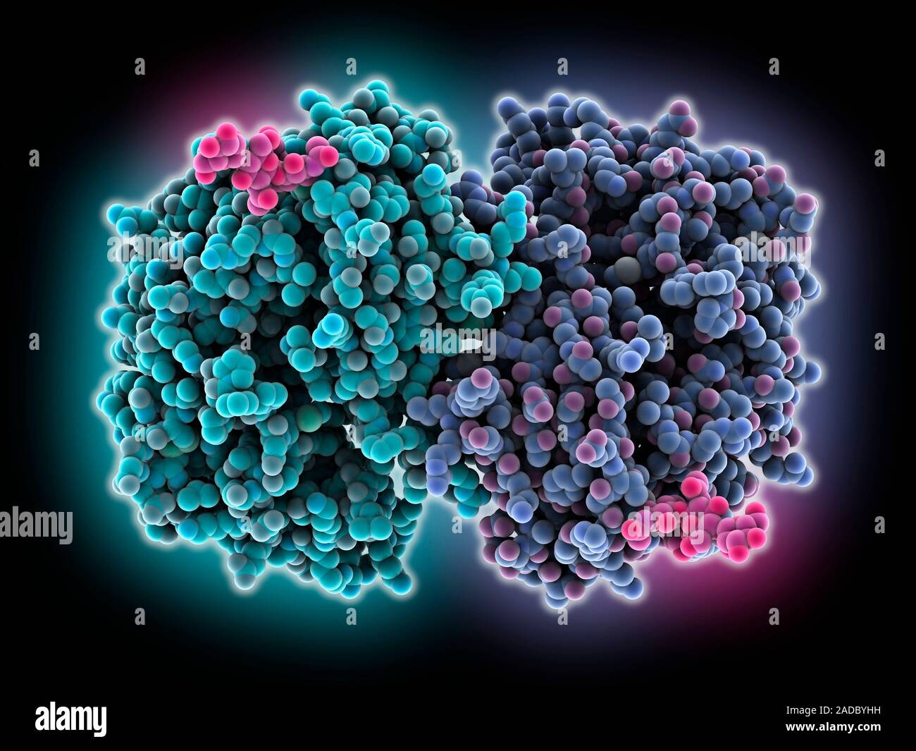 Human Prorenin Molecule Computer Model Showing The Structure Of Human Prorenin Cyan Blue