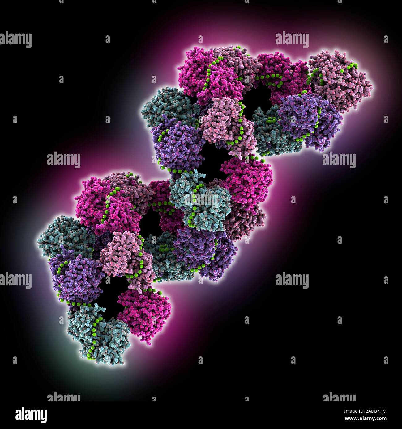 Influenza A virus ribonucleoprotein complexed with RNA (ribonucleic ...
