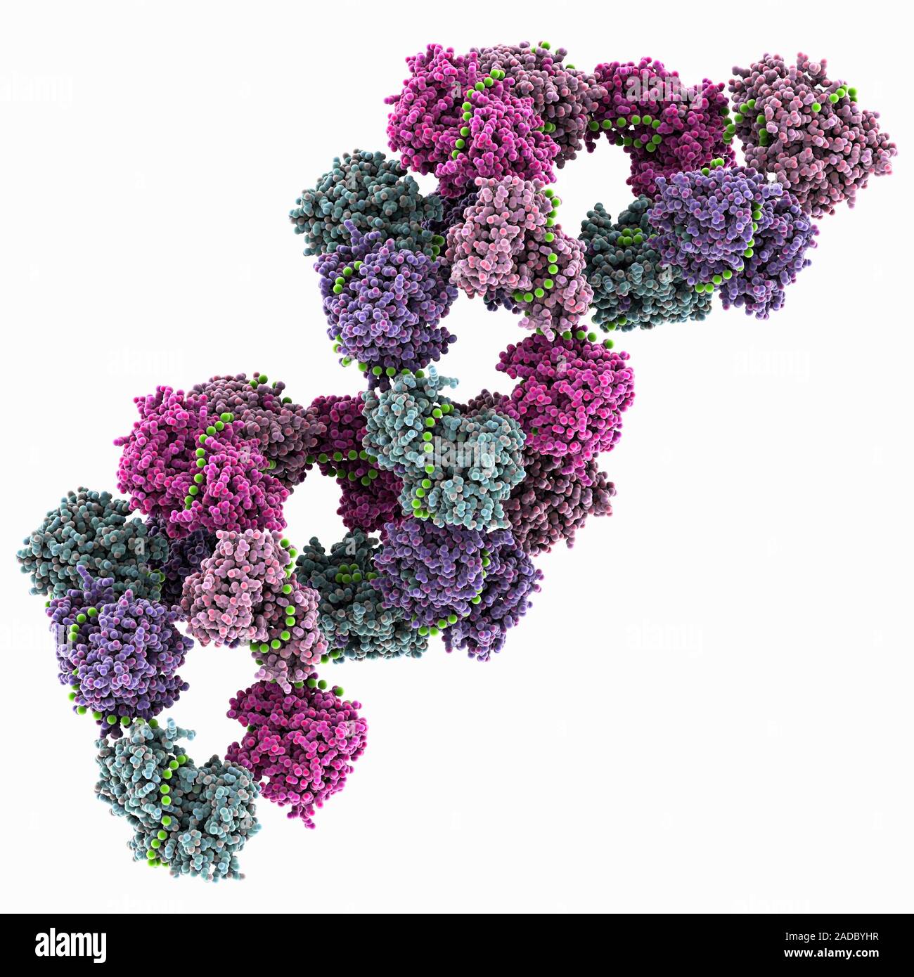 Influenza A virus ribonucleoprotein complexed with RNA (ribonucleic ...