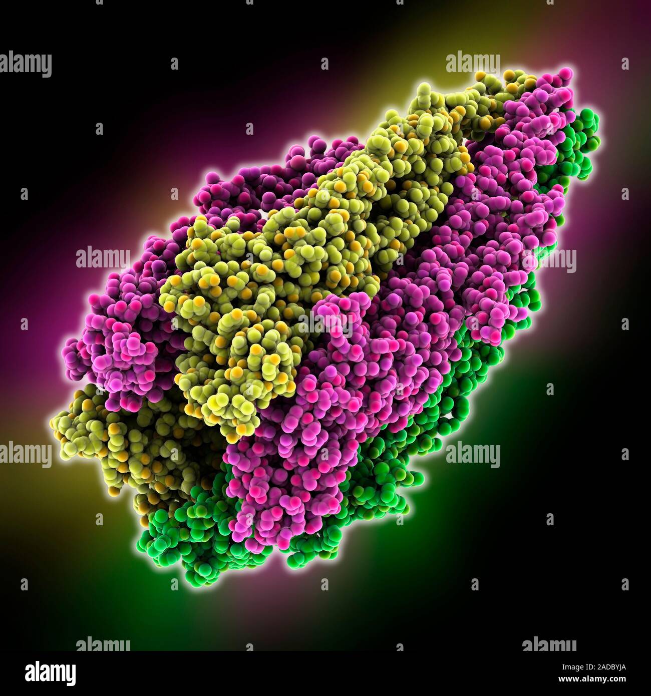 Acetylcholine receptor complex. Computer model showing the pentameric ...