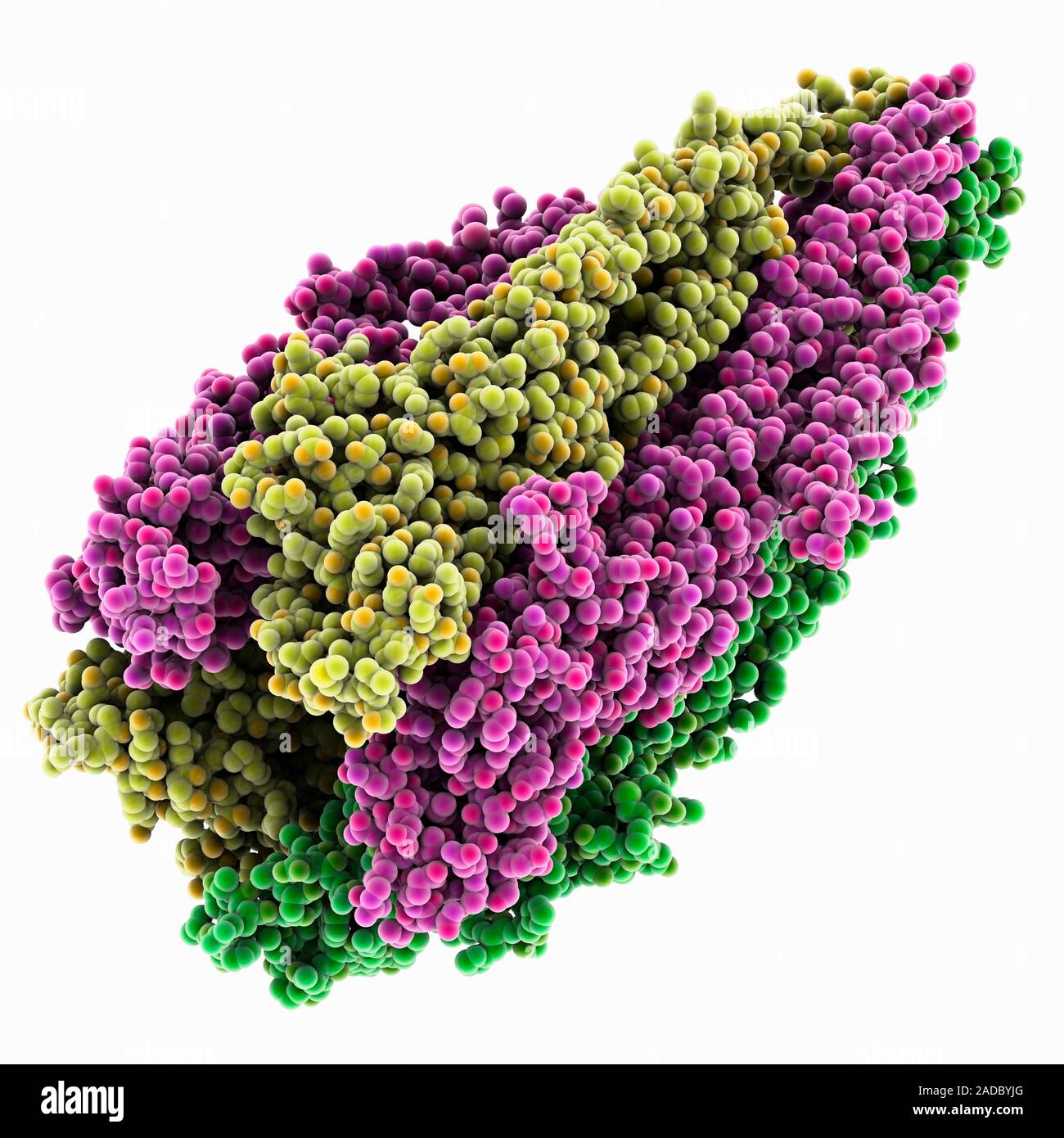 Acetylcholine receptor complex. Computer model showing the pentameric ...