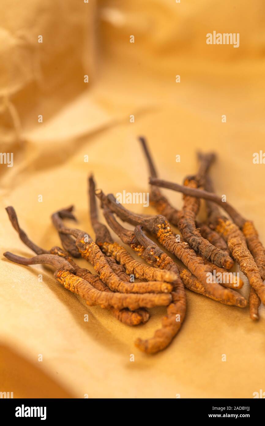 Cordyceps Sinensis Wallpaper