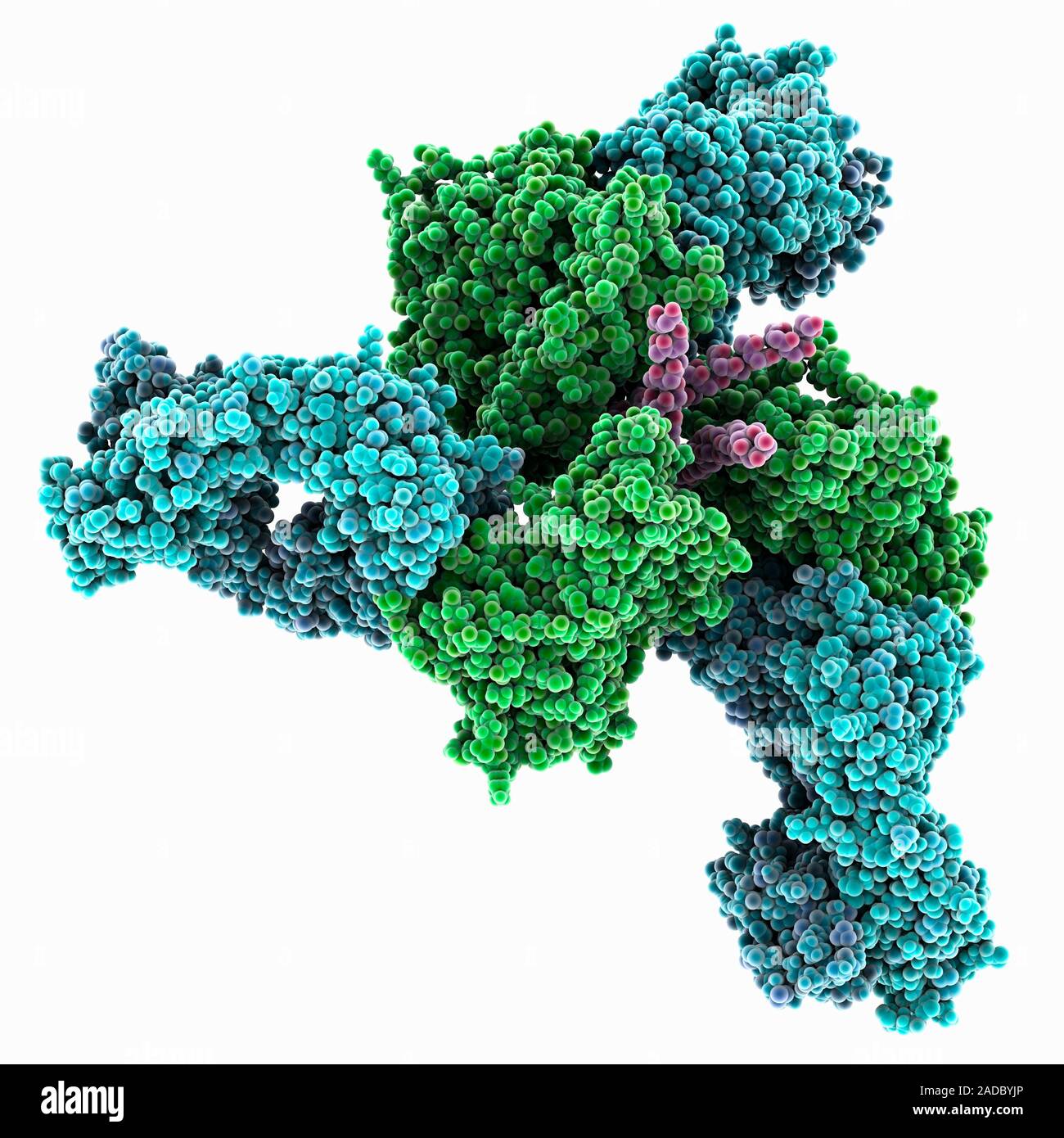 HIV-1 (human immunodeficiency virus-1) envelope glycoprotein. Computer ...