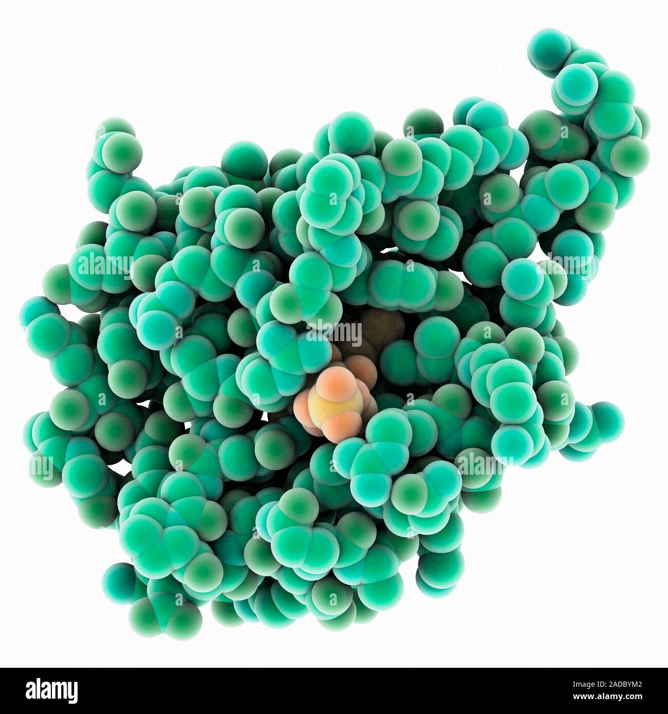 Engineered fluorescent LOV molecule. Computer model of an flavoprotein ...