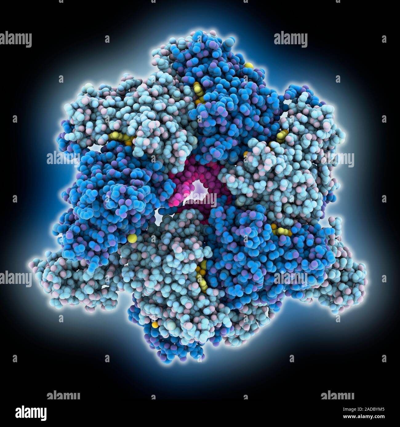 Bacterial DNA (deoxyribonucleic acid) helicase molecule. Computer model ...