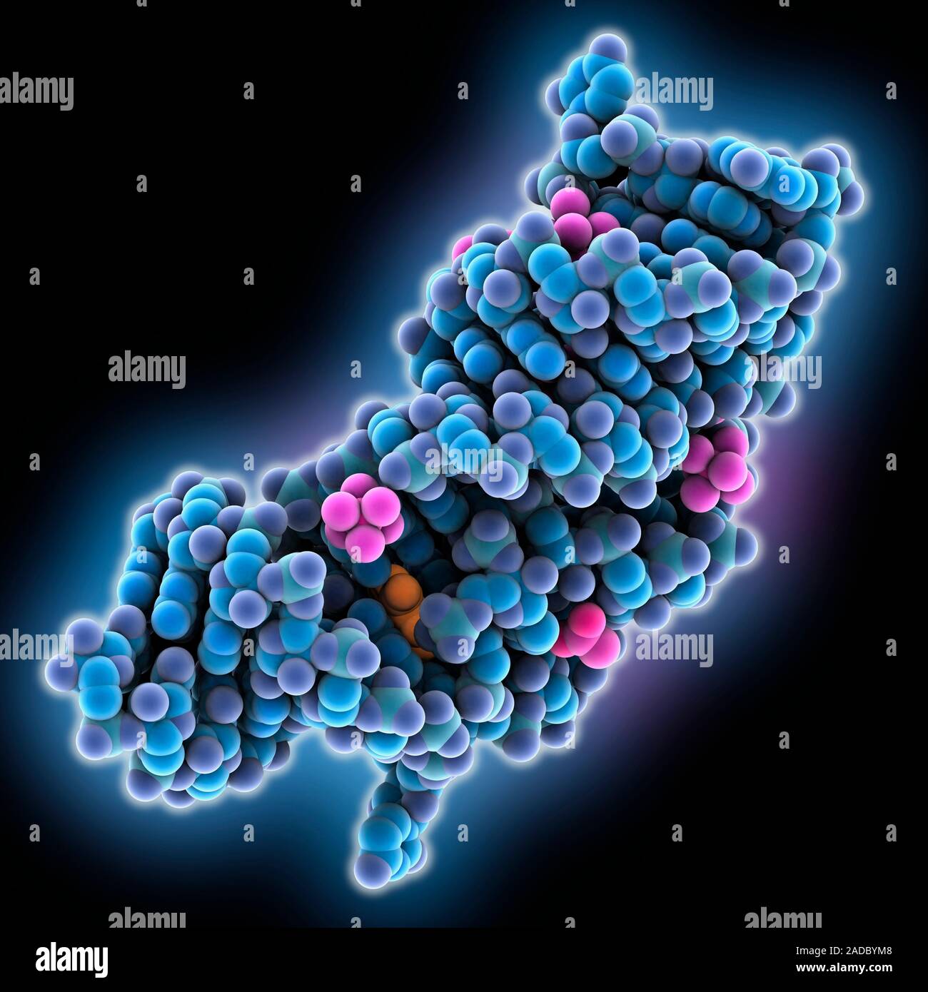 Guanine riboswitch aptamer domain. Computer model showing the structure ...
