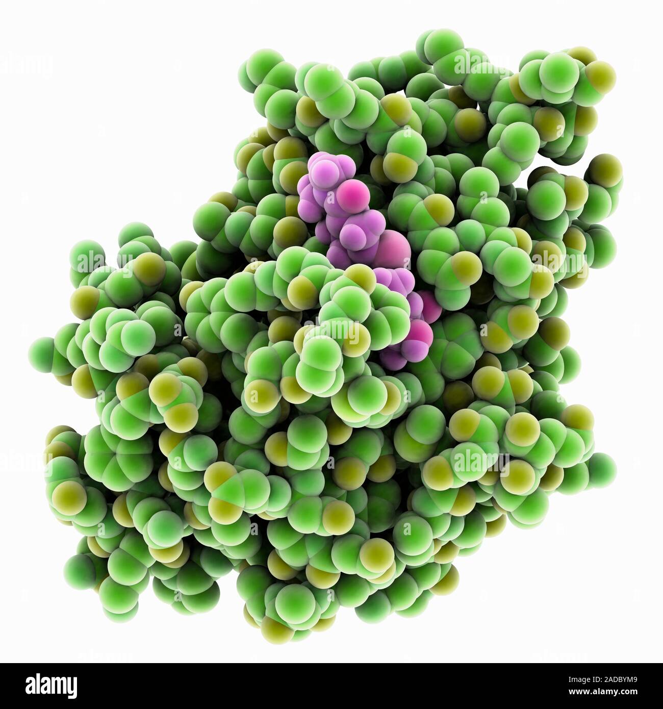 New Delhi metallo-beta-lactamase molecule. Computer model showing the ...