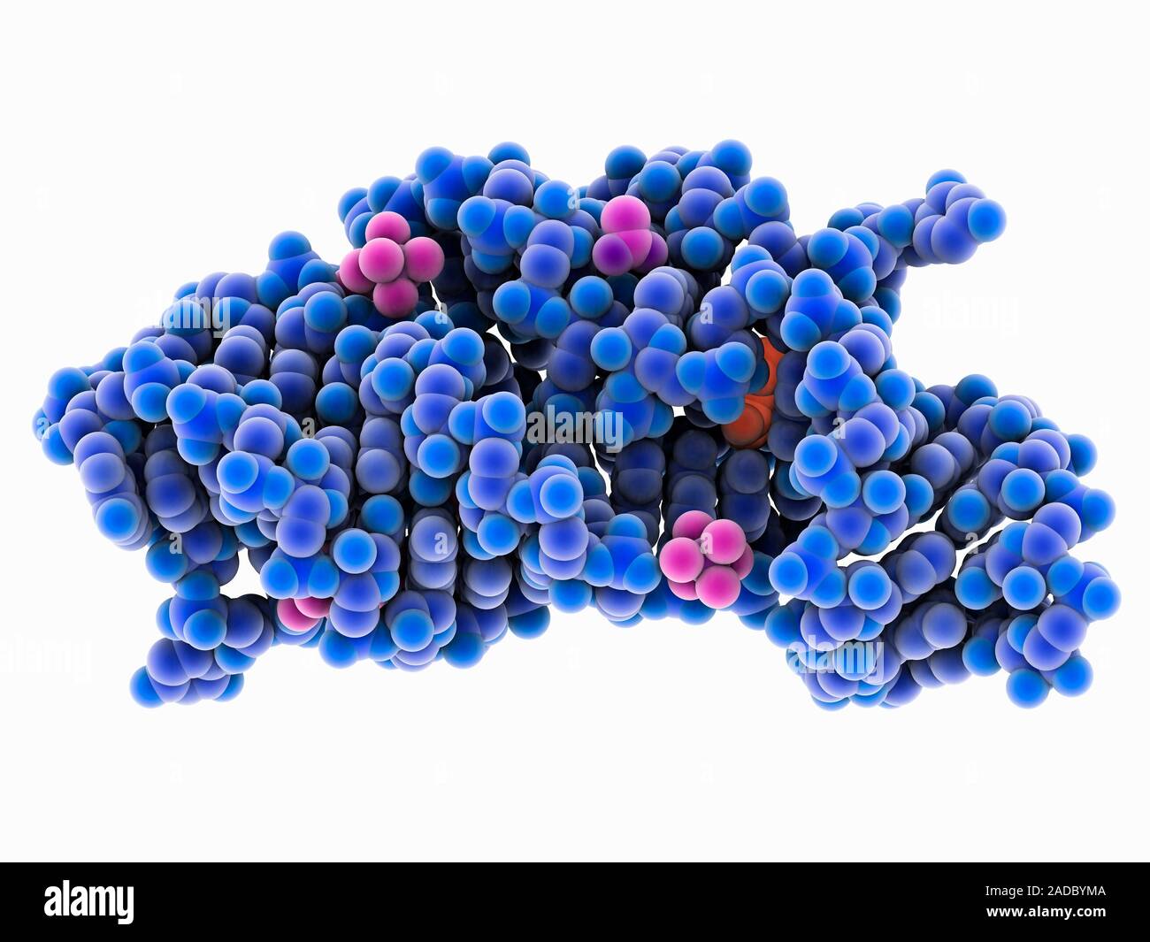 Guanine riboswitch aptamer domain. Computer model showing the structure ...