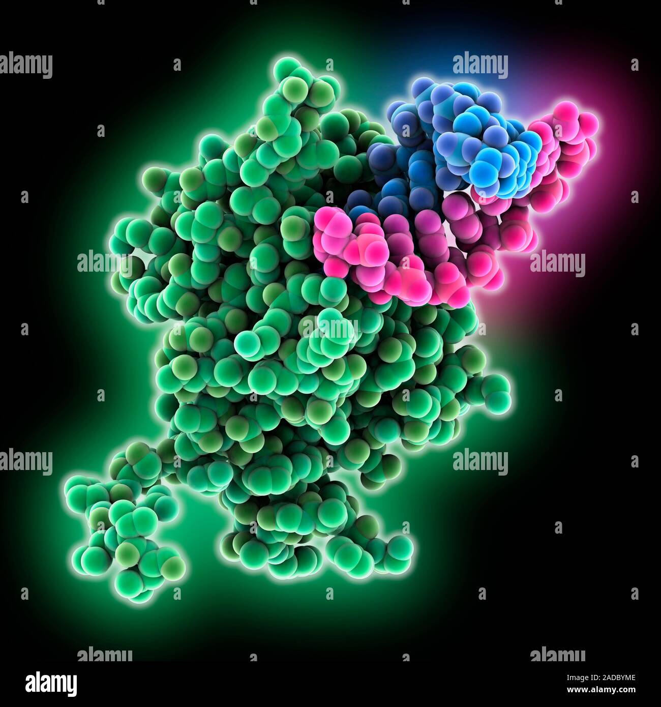 Lassa virus nucleoprotein complexed with dsRNA (double stranded ...
