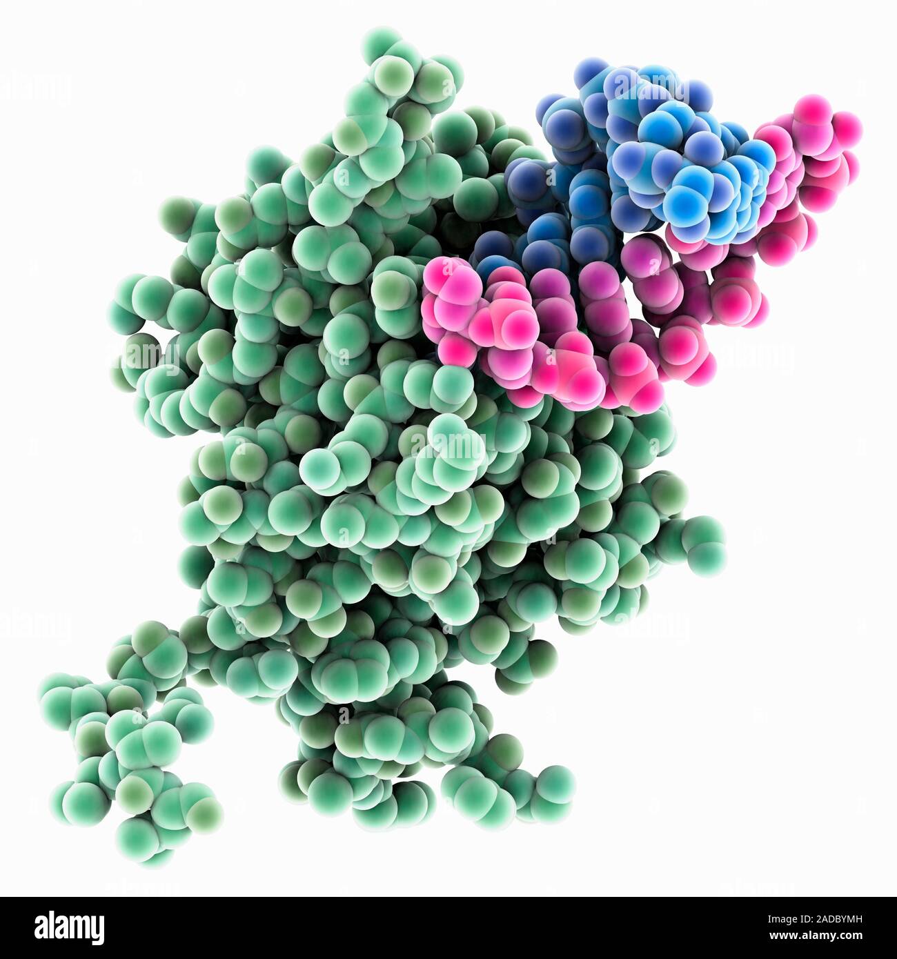 Lassa virus nucleoprotein complexed with dsRNA (double-stranded ...