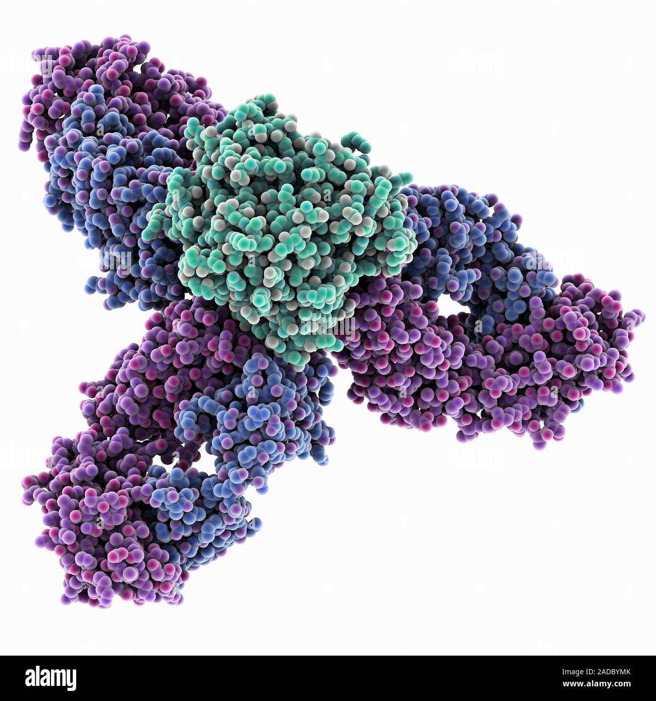 Tumour necrosis factor complex. Computer model showing the structure of ...