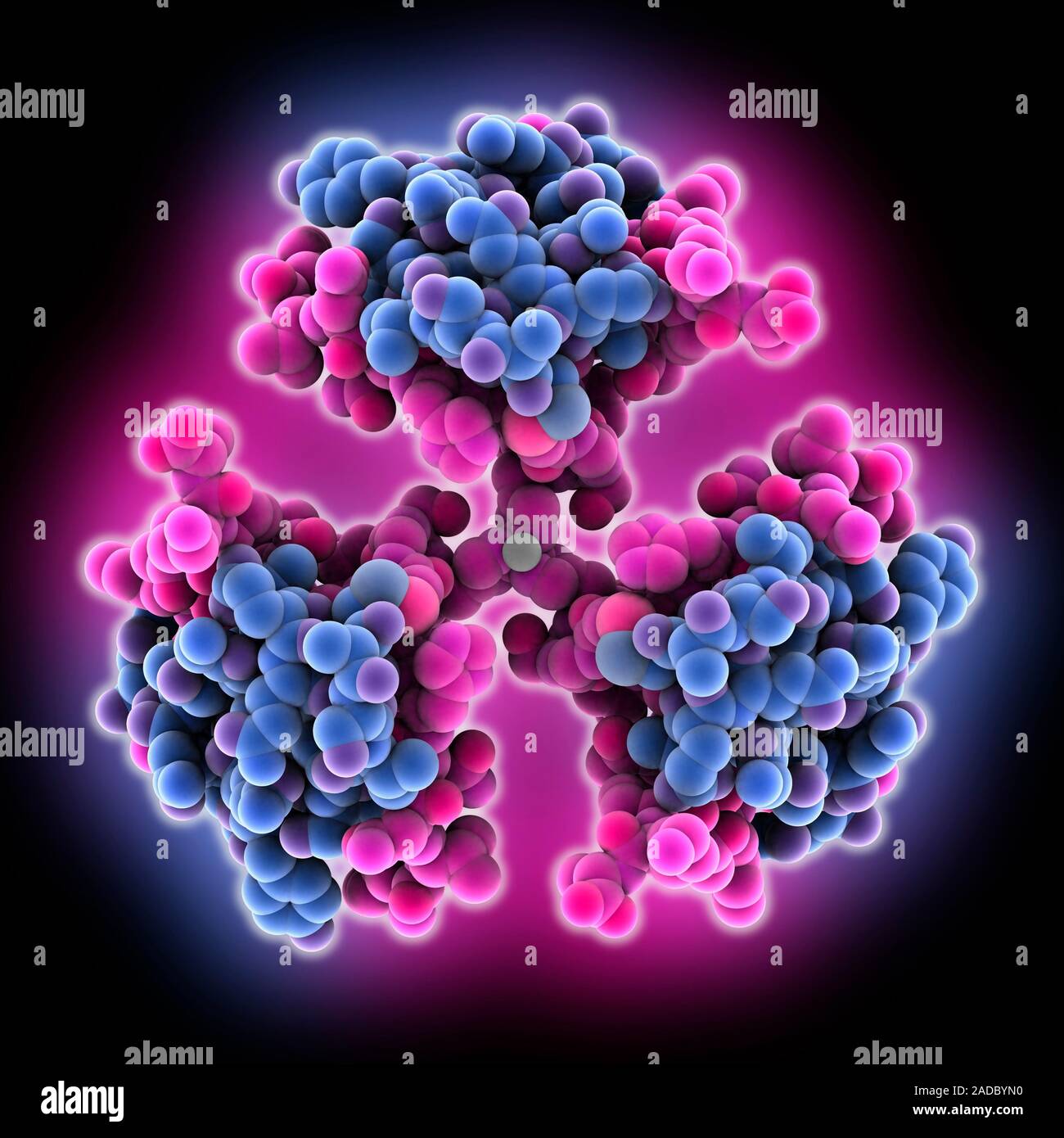 Bovine T6 insulin molecule. Computer model showing the hexameric ...