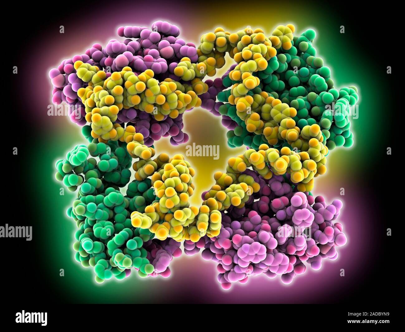 Schmallenberg virus complex. Computer model showing the structure of ...
