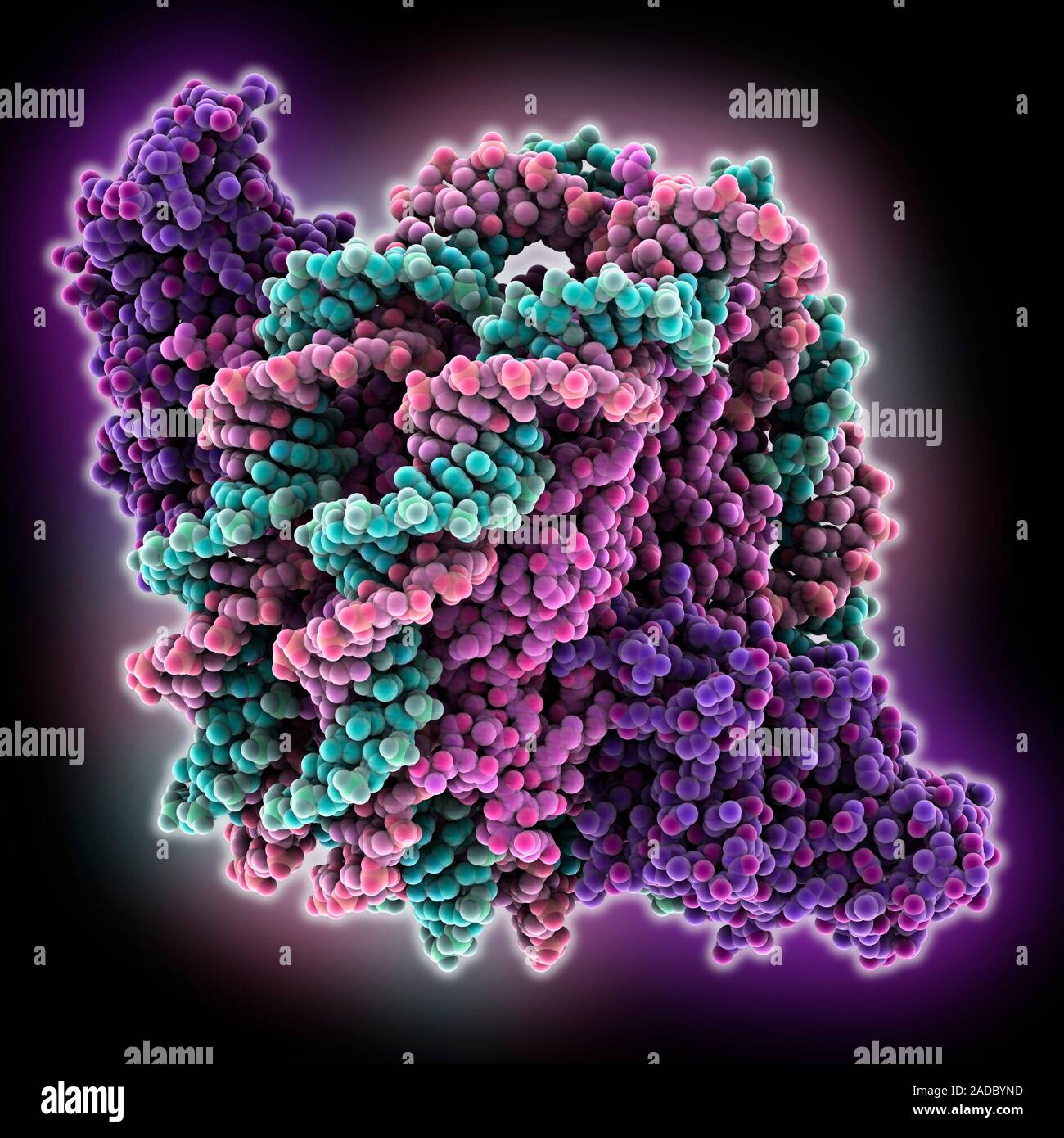 Nucleosome complexed with regulatory protein SIR3. Computer model showing the structure of a ...