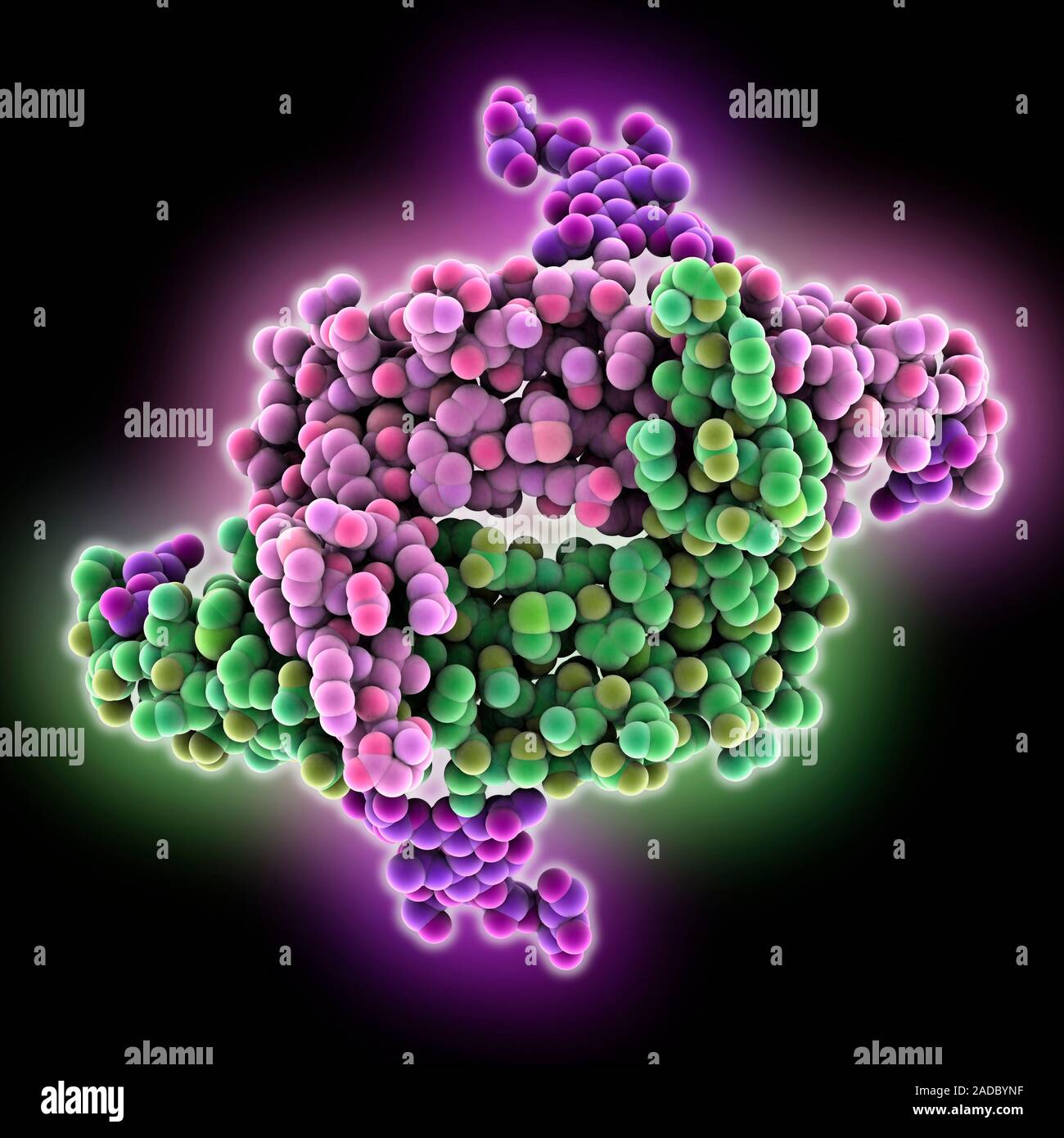 VEGF-A receptor binding domain. Computer showing the structure of the ...