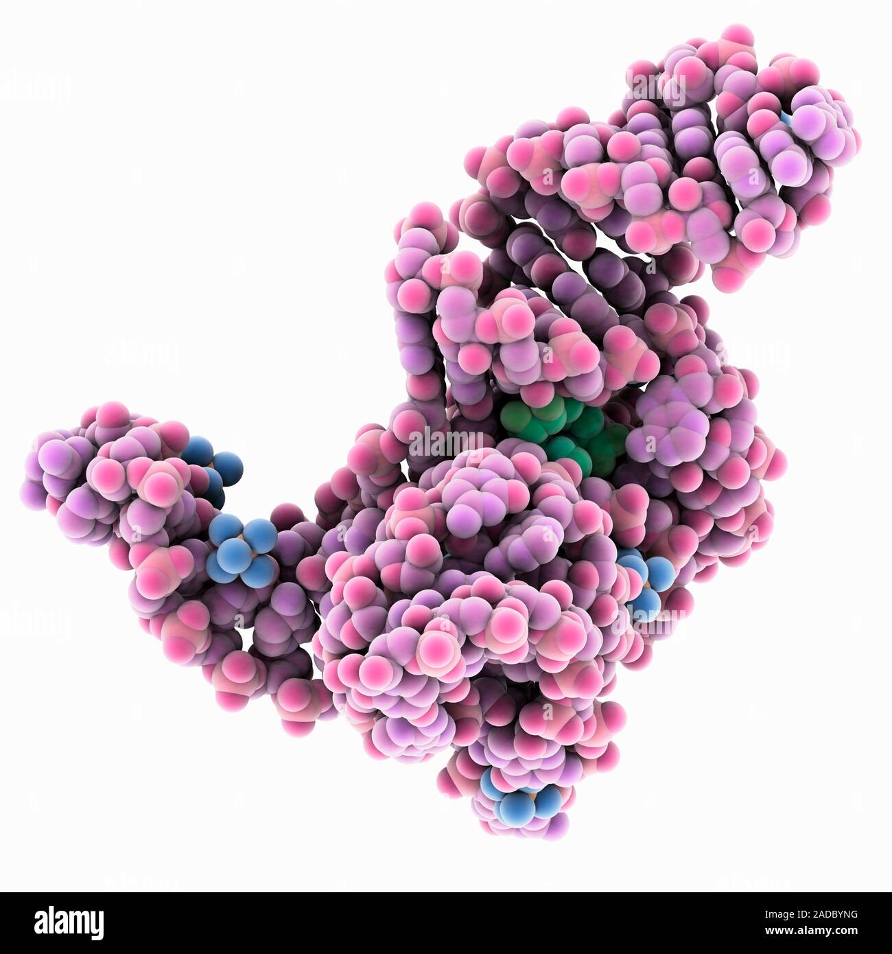 SAM-I/IV variant riboswitch aptamer domain. Computer model showing the ...