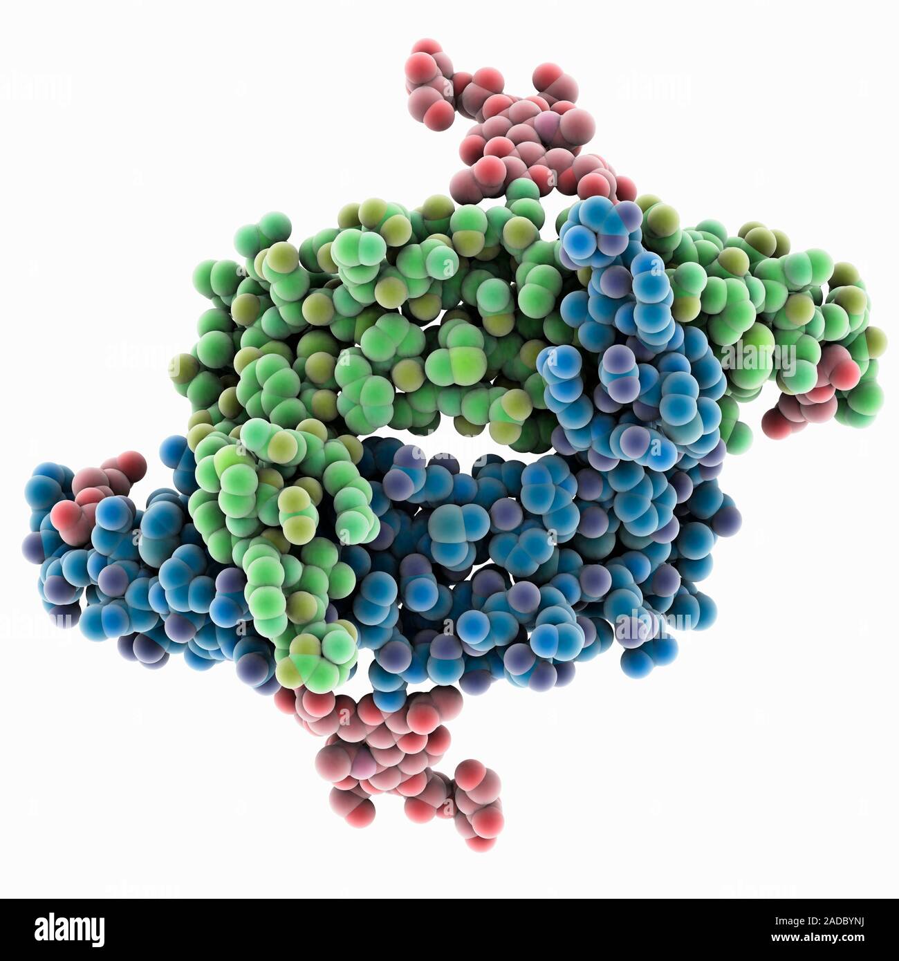 VEGF-A receptor binding domain. Computer showing the structure of the ...