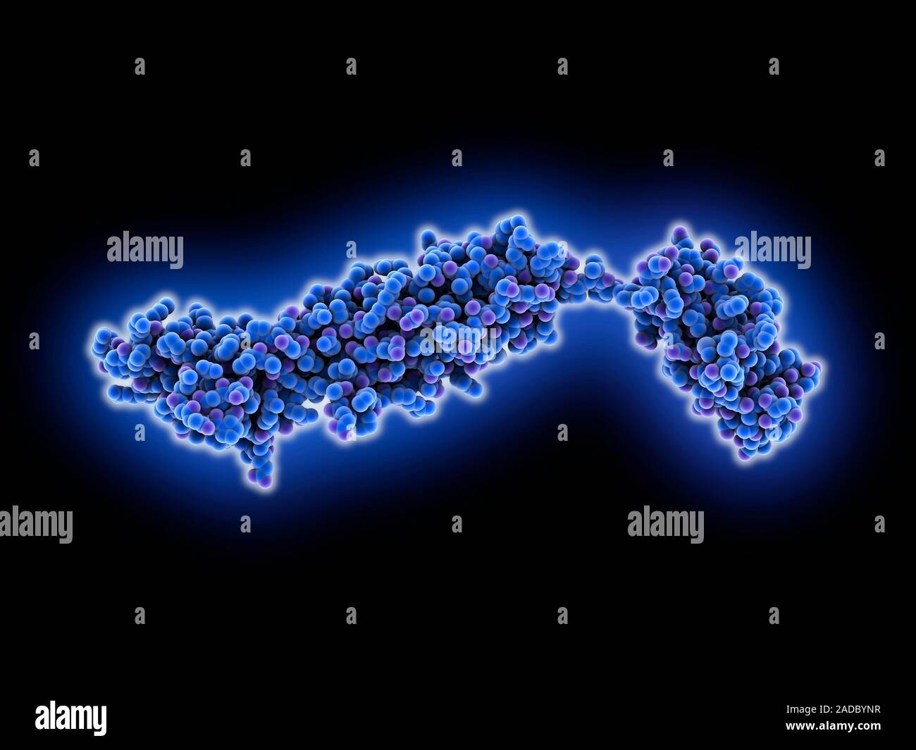 Human RAGE extracellular domain. Computer model showing the structure ...
