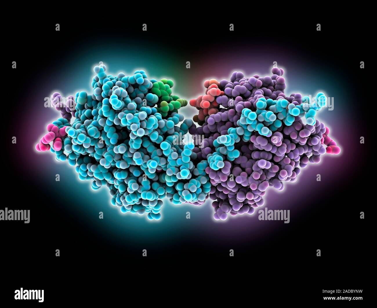 Glucocorticoid receptor complex. Computer model showing the structure ...