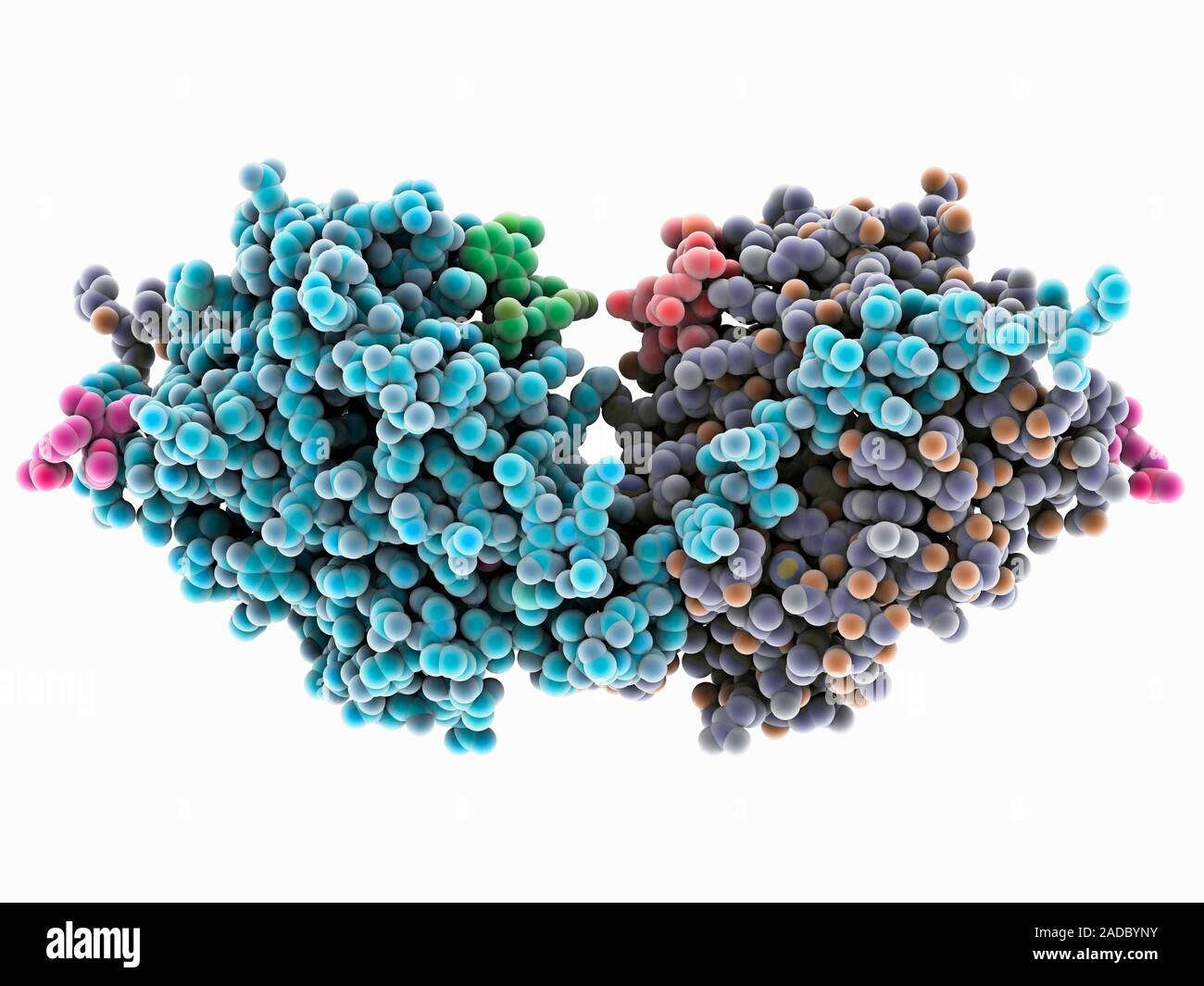 Glucocorticoid receptor complex. Computer model showing the structure ...