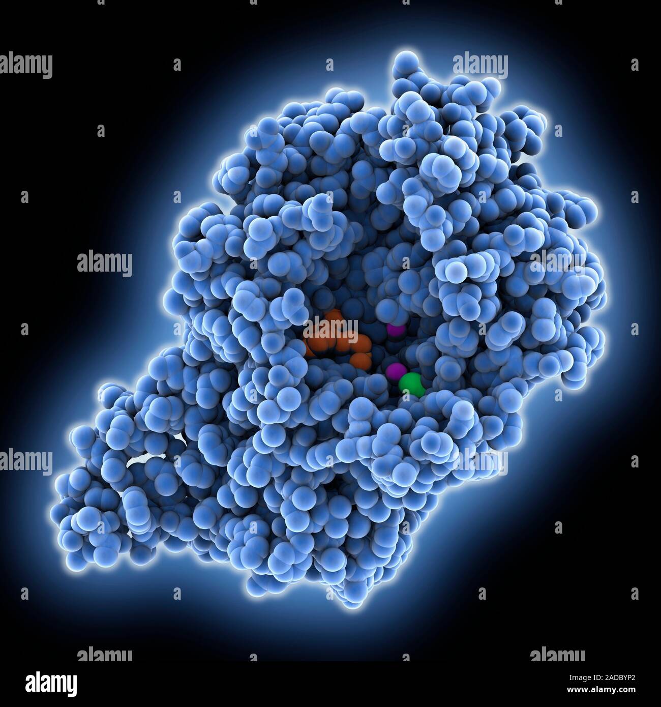 Dopamine transporter molecule. Computer model showing a dopamine ...