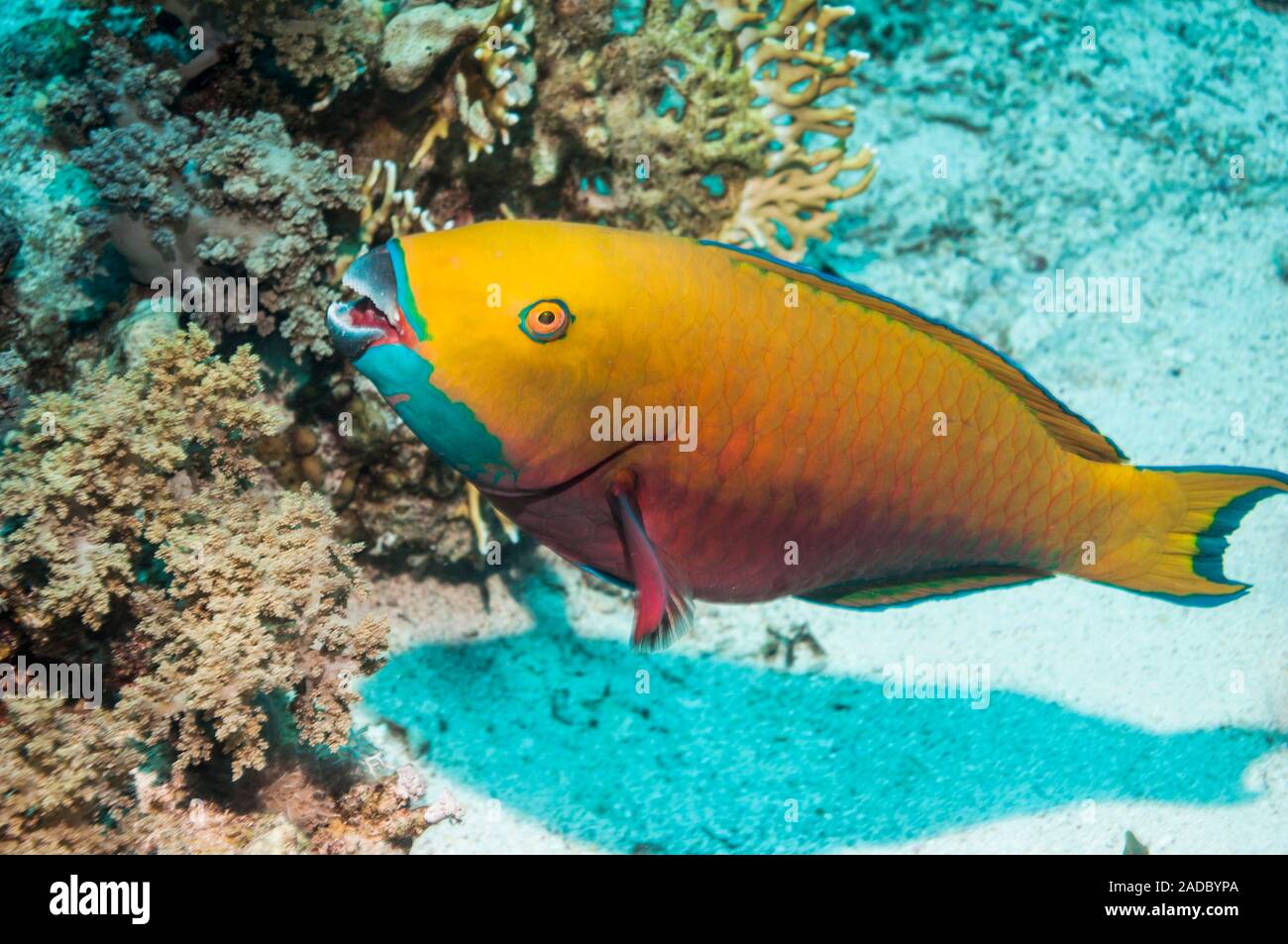 Steepheaded parrotfish (Scarus gibbus) swimming over a coral reef ...